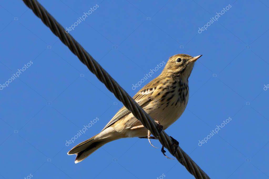 El Meadow Pipit, un pequeño pájaro come insectos, se alimenta en ...