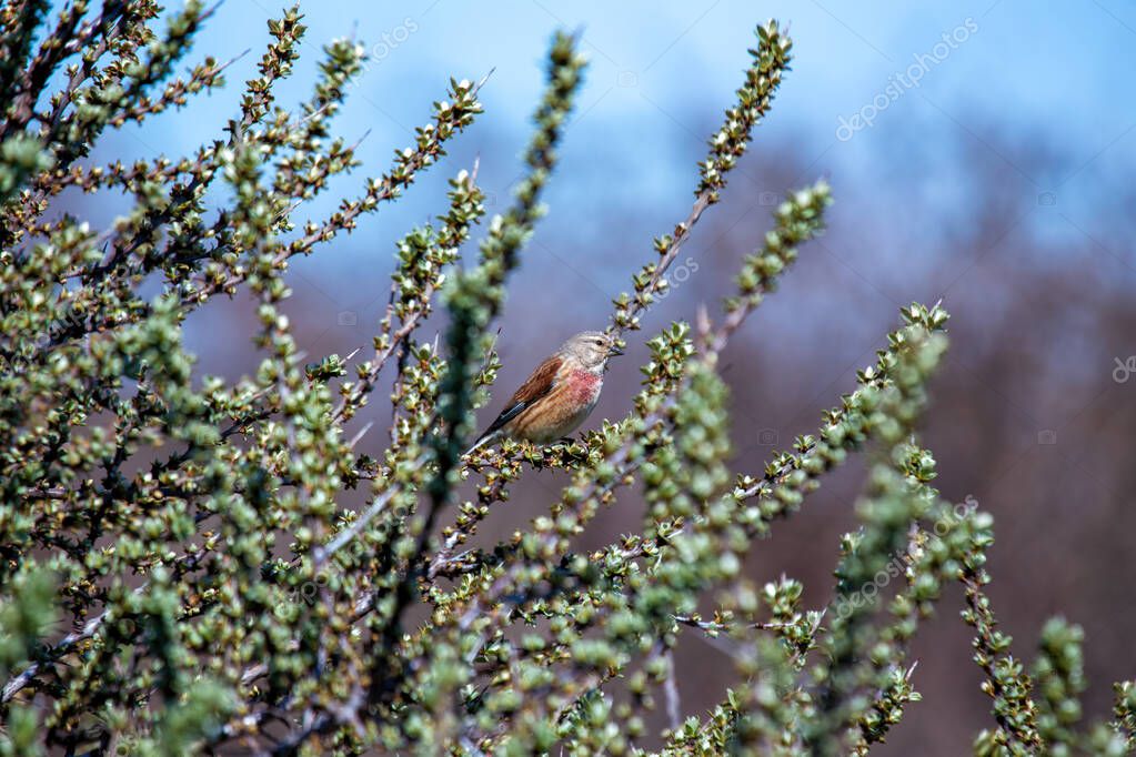 The male Linnet eats seeds and insects. This photo was taken at Turvey ...