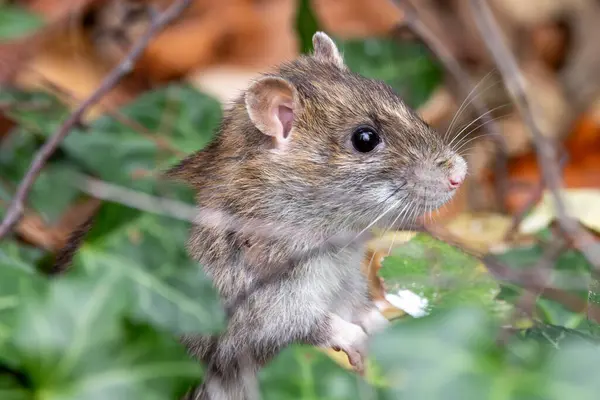 Brown Rat (Rattus norvegicus), un omnívoro que prospera en las áreas ...