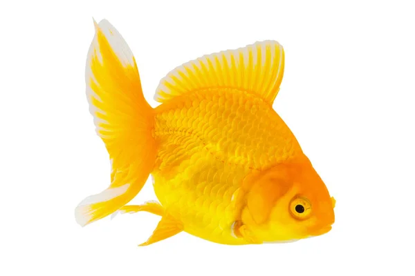 El pez dorado images libres de droit, photos de El pez dorado ...