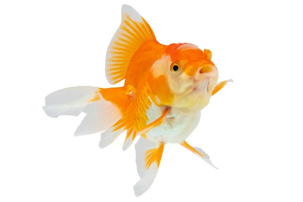 Pez de colores fondo blanco Stock Photos, Royalty Free Pez de colores ...