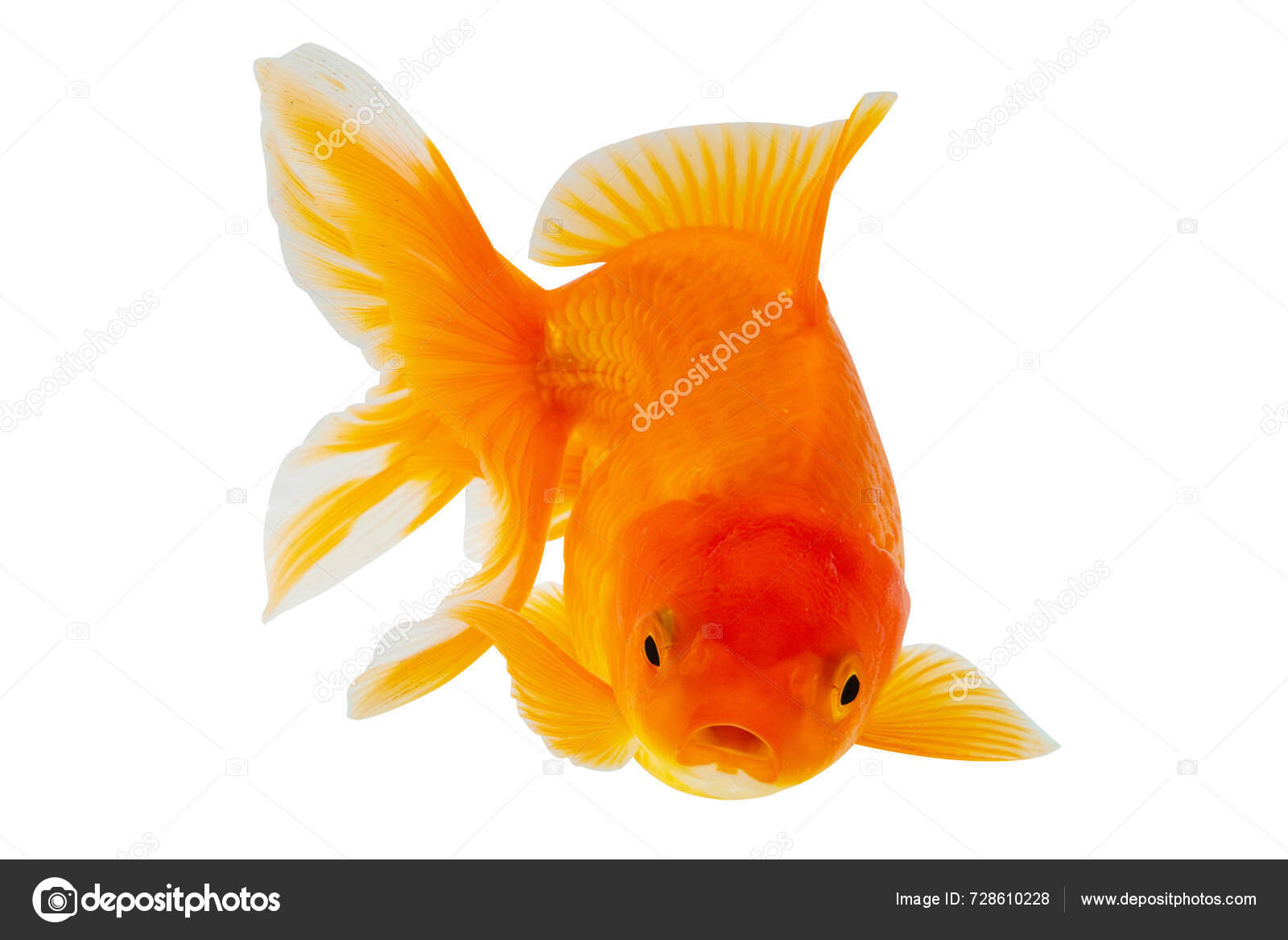 Oranda Goldfish Aislado Sobre Fondo Blanco Cerca — Foto de stock ...