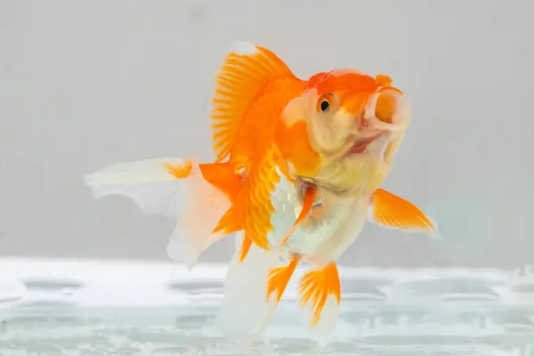 Que es el curp Stock Photos, Royalty Free Que es el curp Images ...