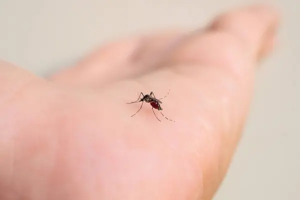 Mosqito Stock Photos, Royalty Free Mosqito Images | Depositphotos