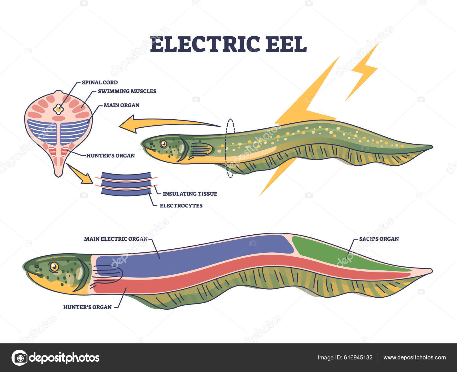 Anatomie Électrique L'anguille Comme Structure Poisson Avec Diagramme ...