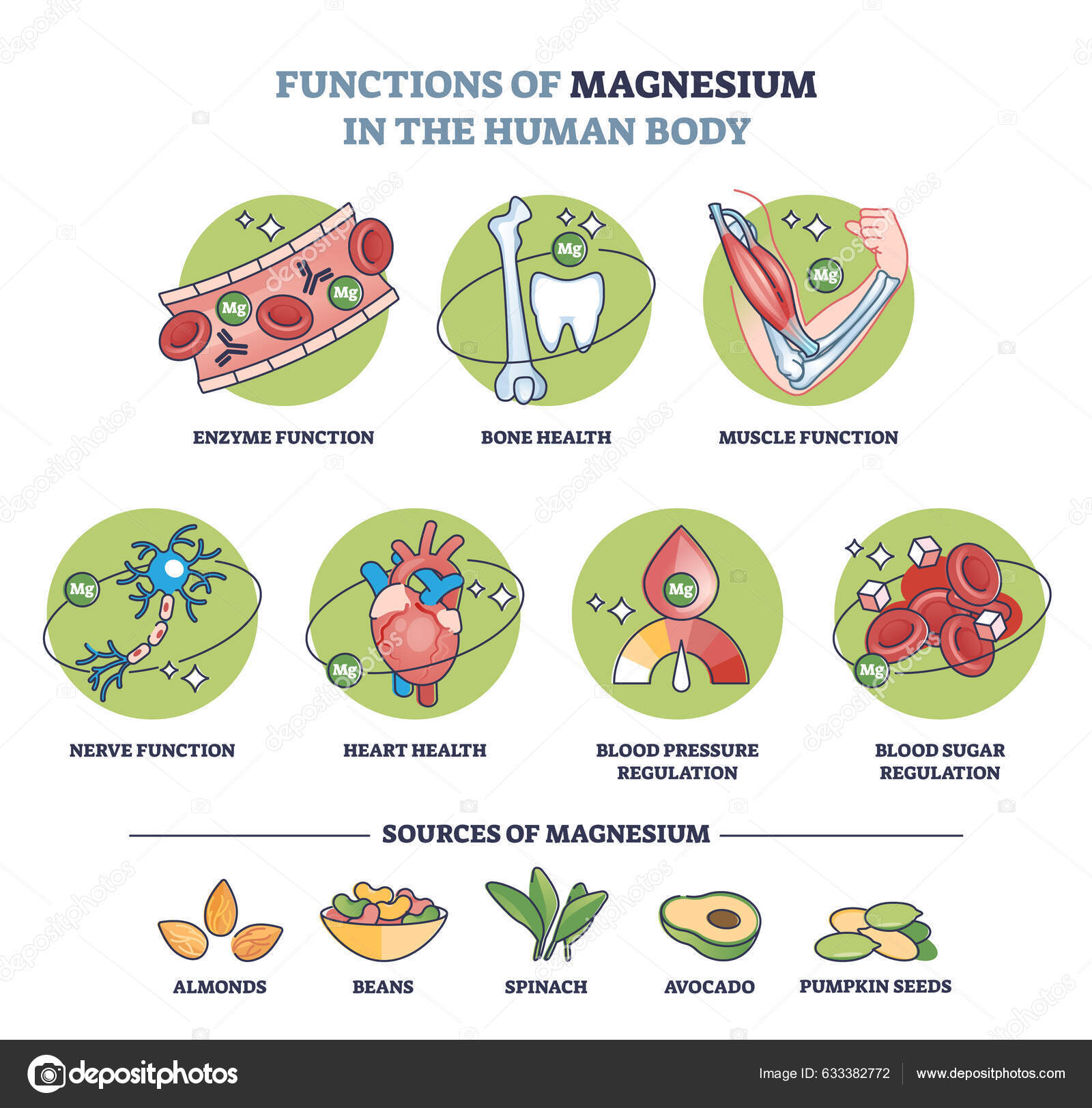 Funzioni Del Magnesio Nel Corpo Umano Fonti Nel Diagramma Del ...
