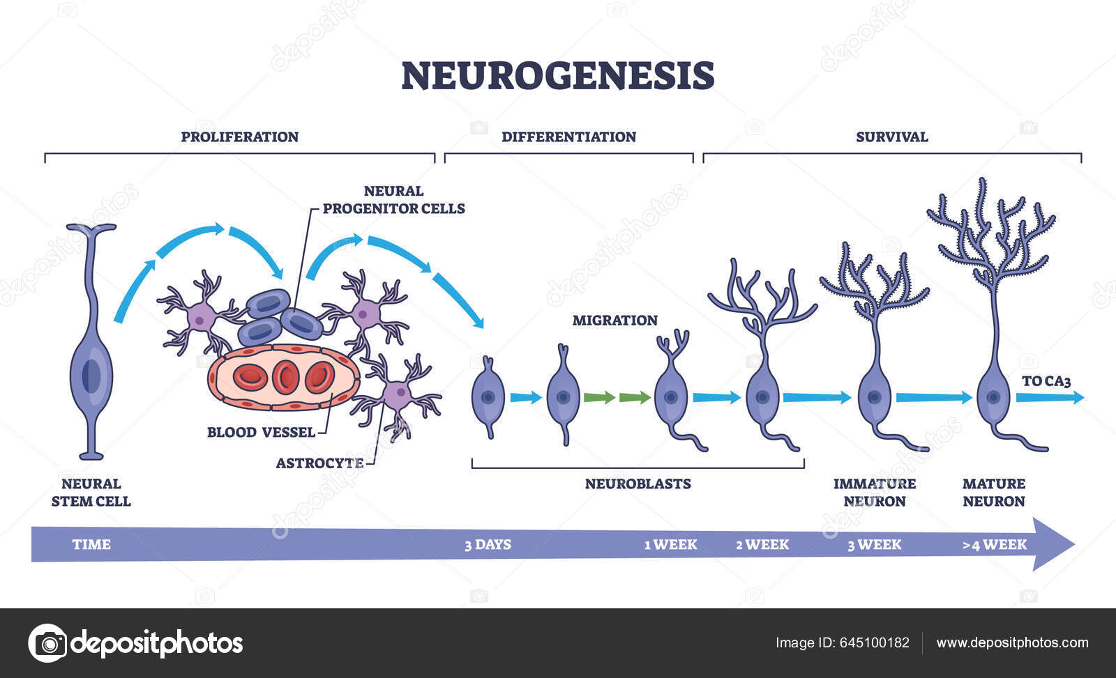 Neurogénesis Como Proceso Detallado Desarrollo Neuronas Traza Diagrama ...