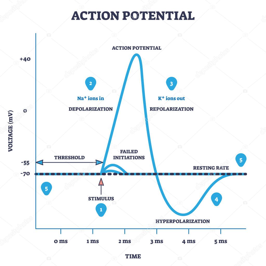Explicación Del Diagrama Del Potencial De Acción