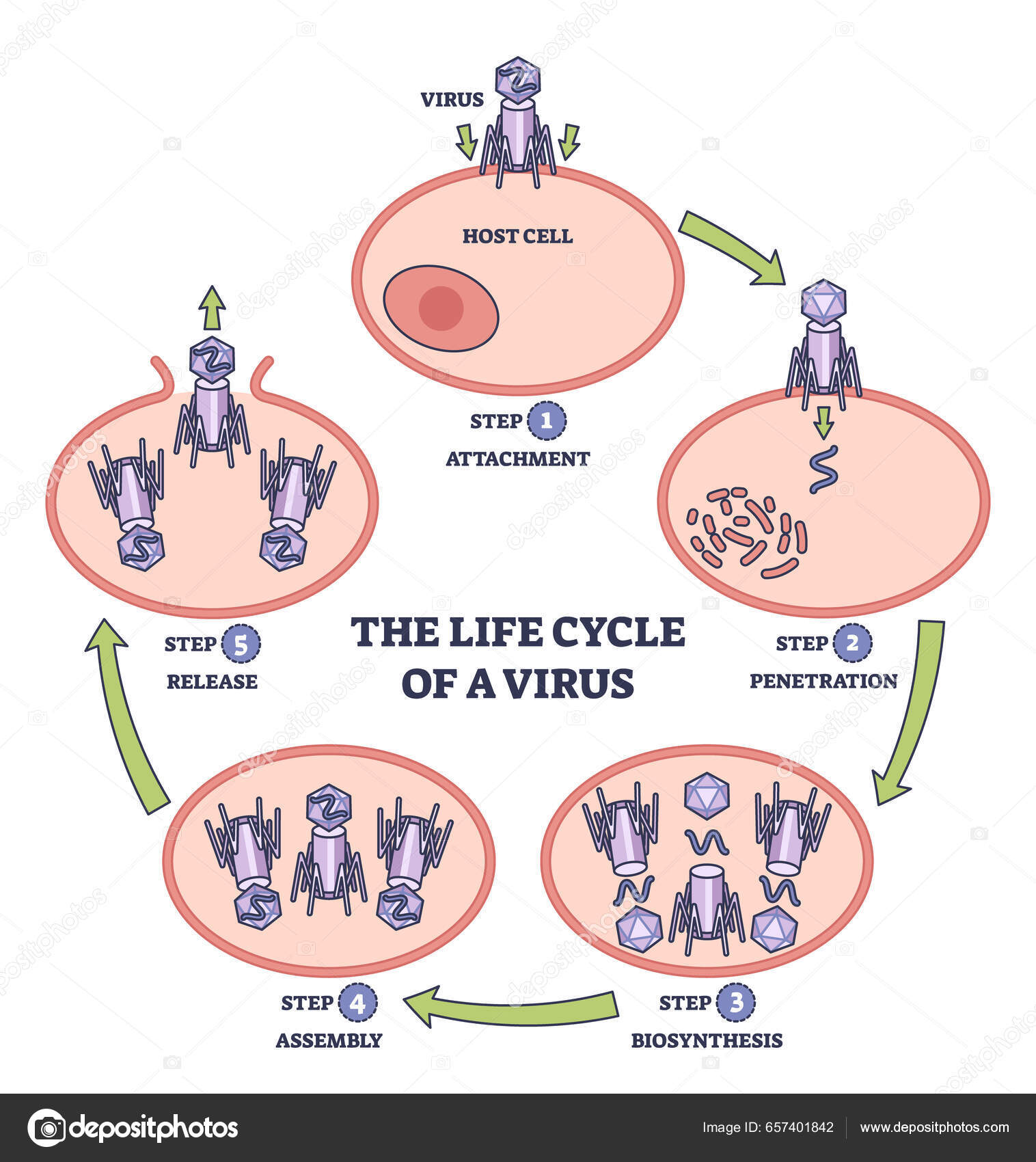 Hiv Virus Diagrams Labeled Diagrams