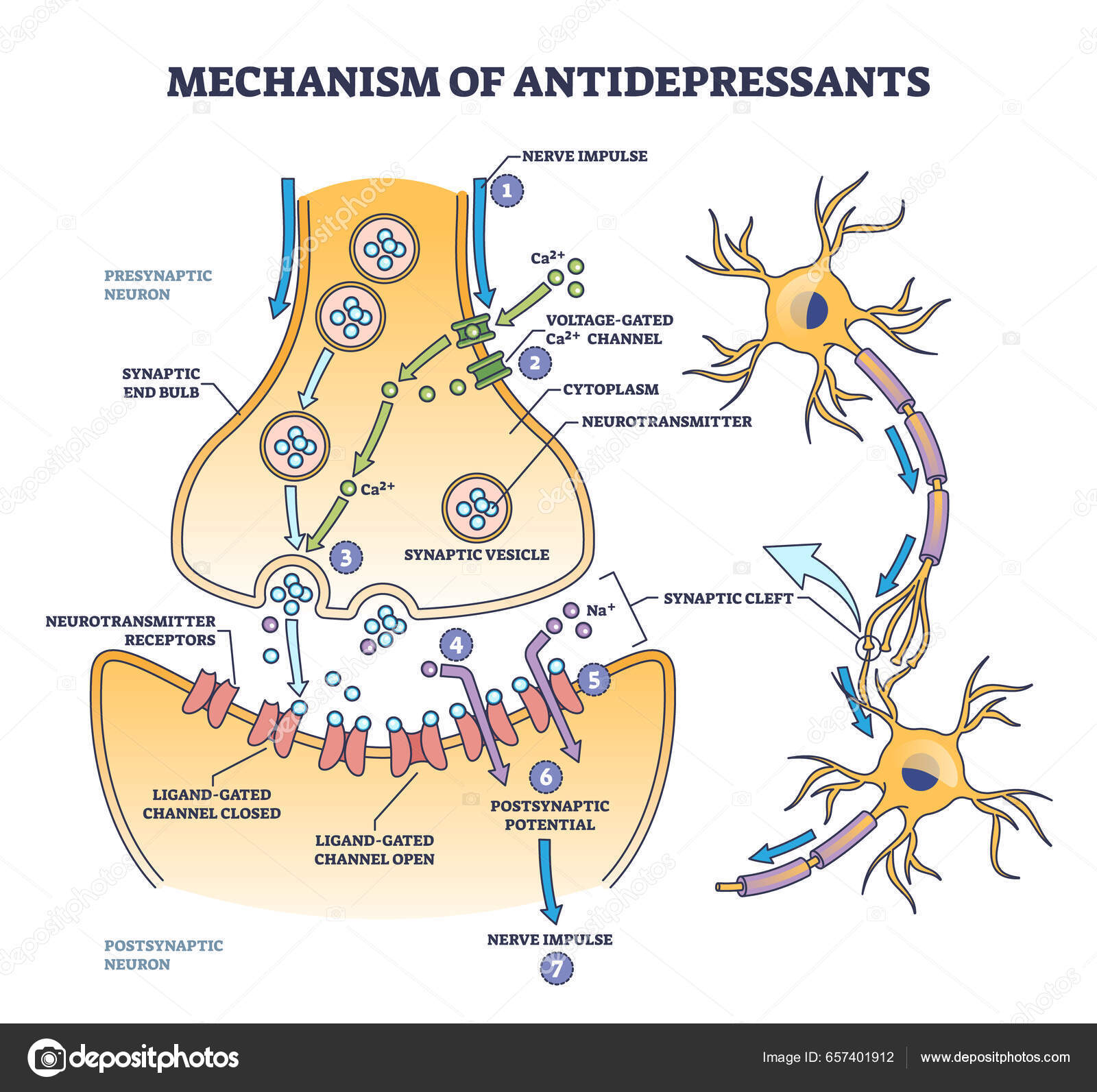 Diagrama De Neurotransmissores