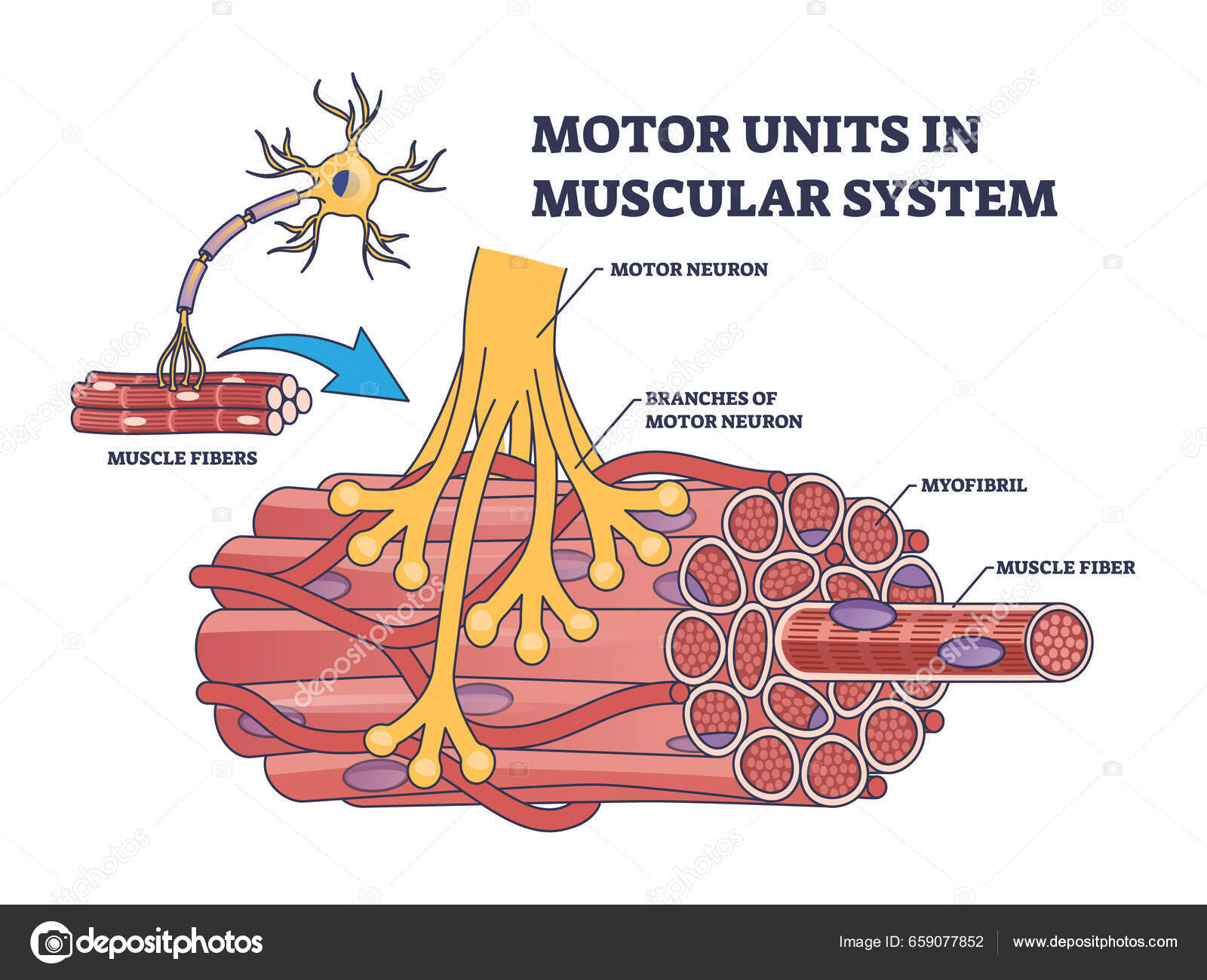 Motor Neuron Labeled