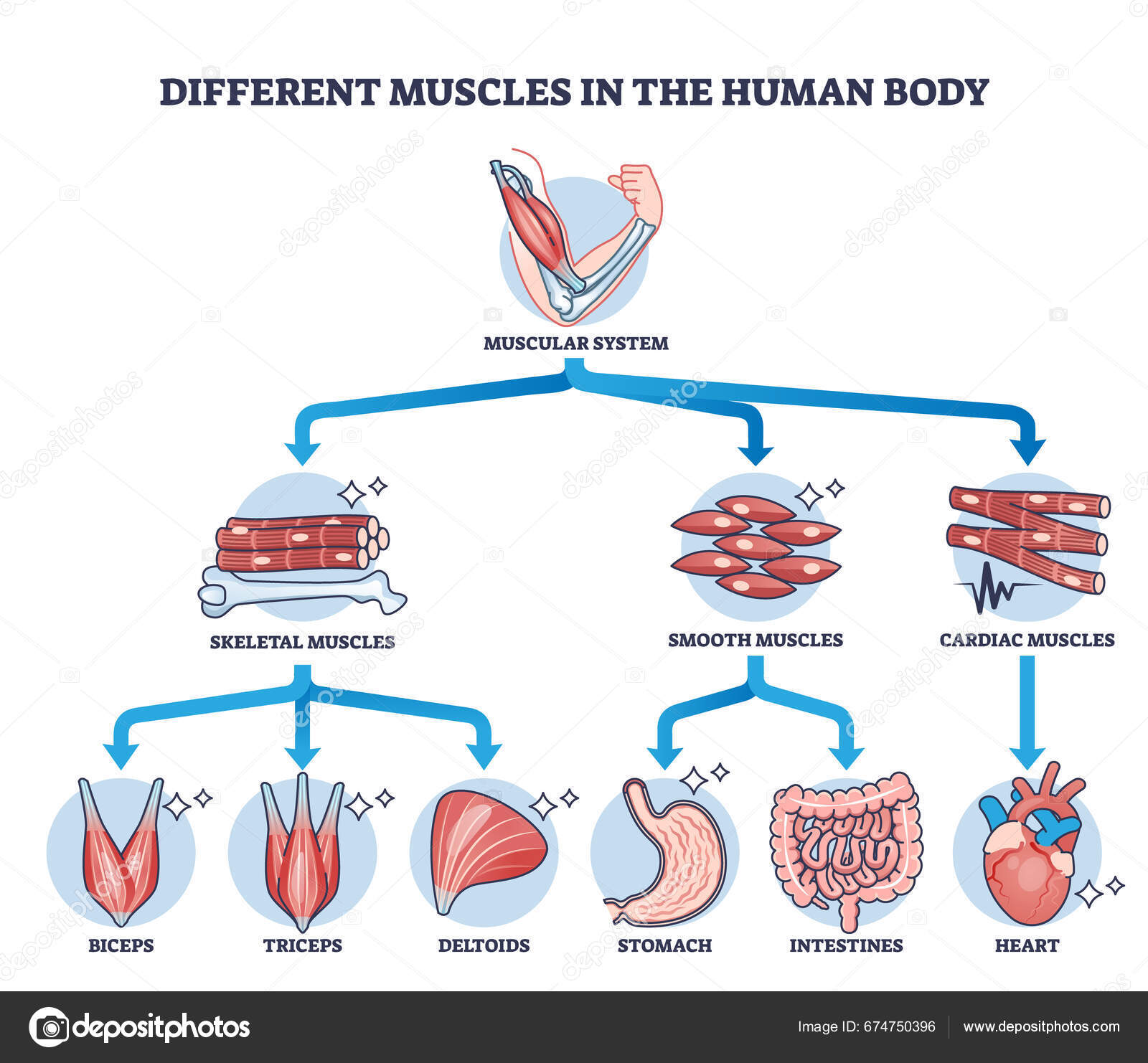 Menneskekroppen Diagram Organer