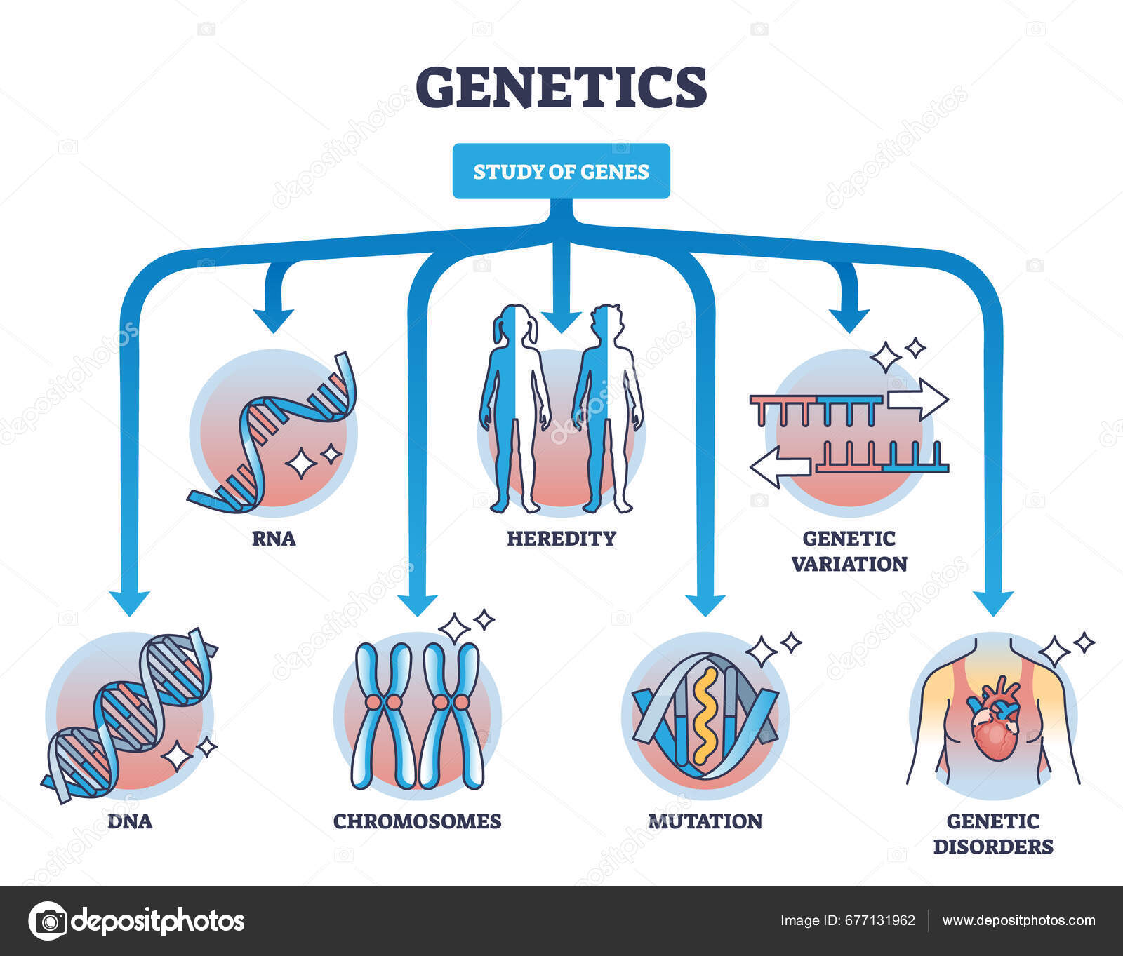 Studienbereiche Innerhalb Der Genetik Und Gen Lernfelder Skizzieren Das ...