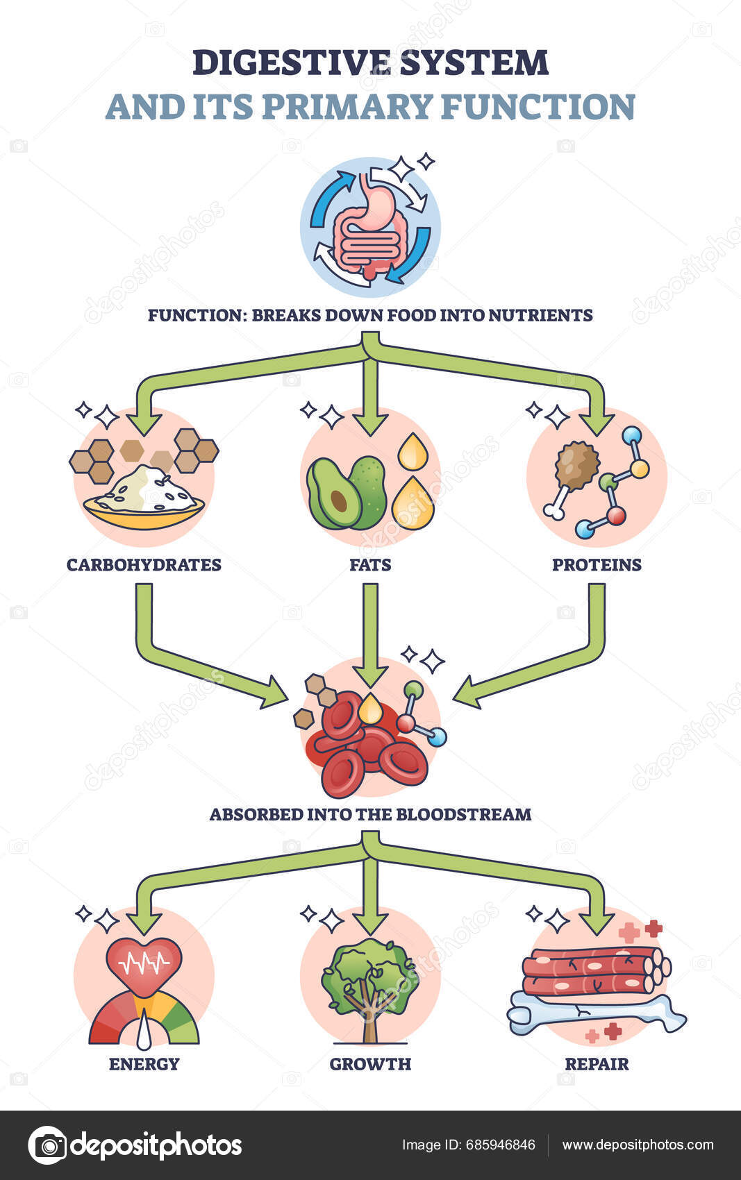 Sistemul Digestiv Funcția Principală Pentru Diagrama Conturului ...