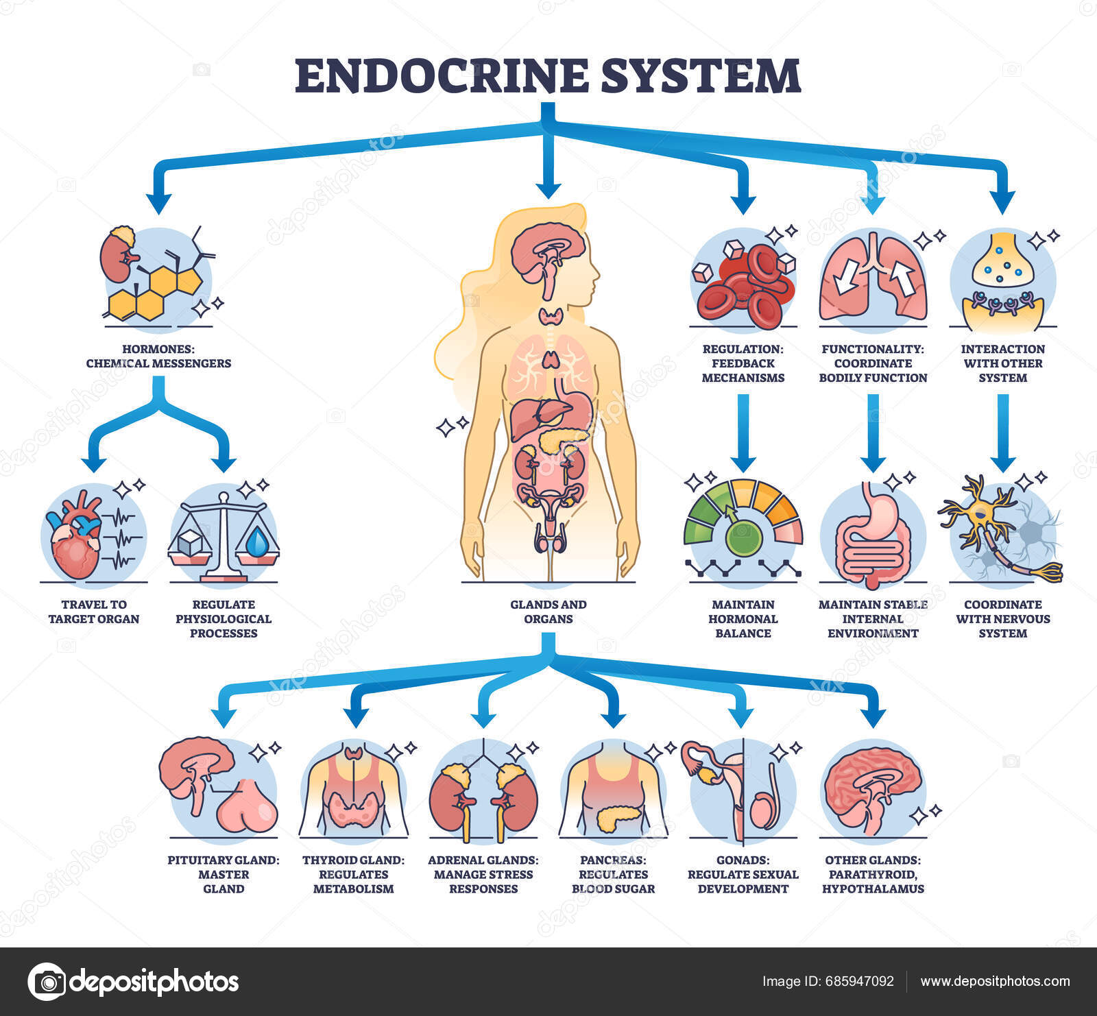 Endokrinní Systém Tělesnými Žlázami Orgány Funkce Osnovy Diagram Označené Vzdělávací Stock ...