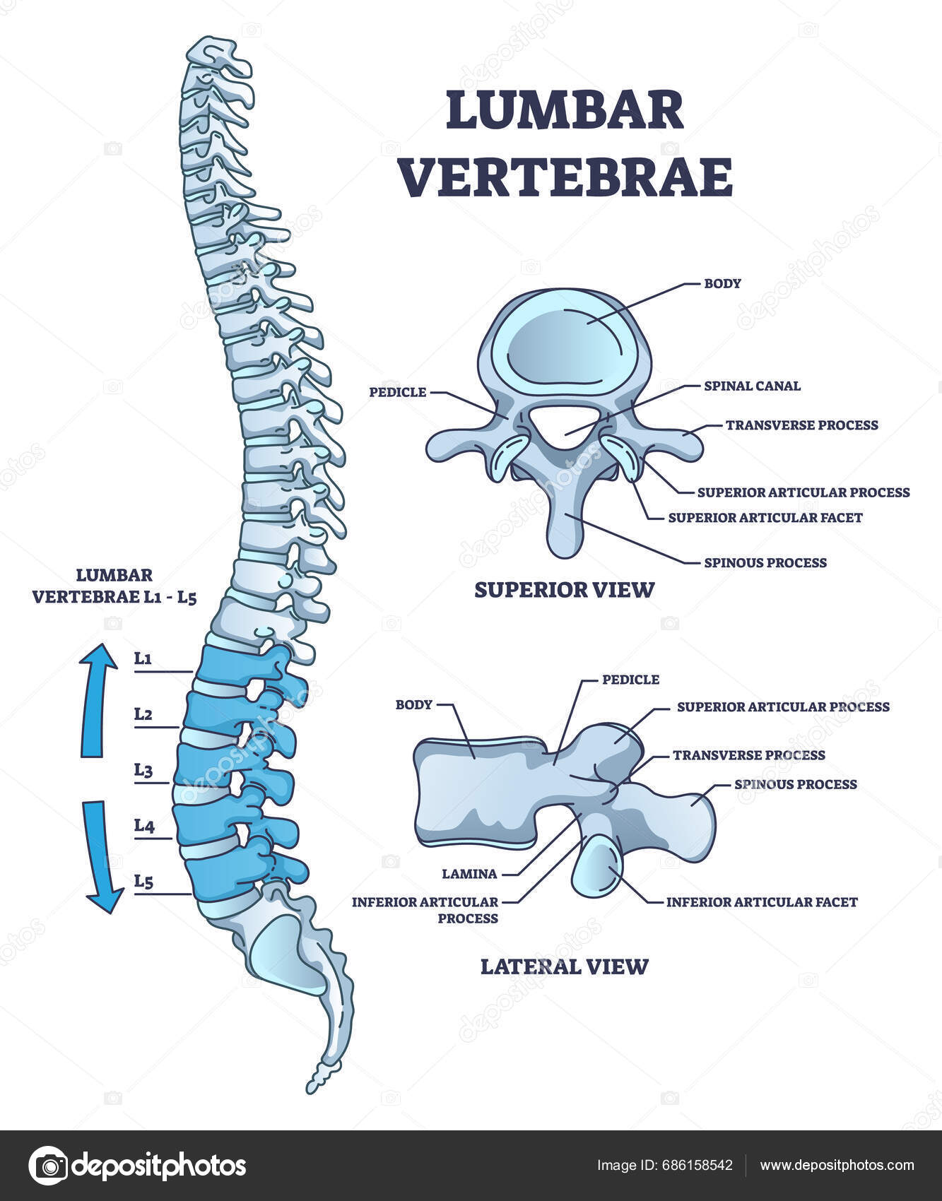 Parte Das Vértebras Lombares Coluna Vertebral Diagrama Contorno Estrutura Anatômica imagem ...