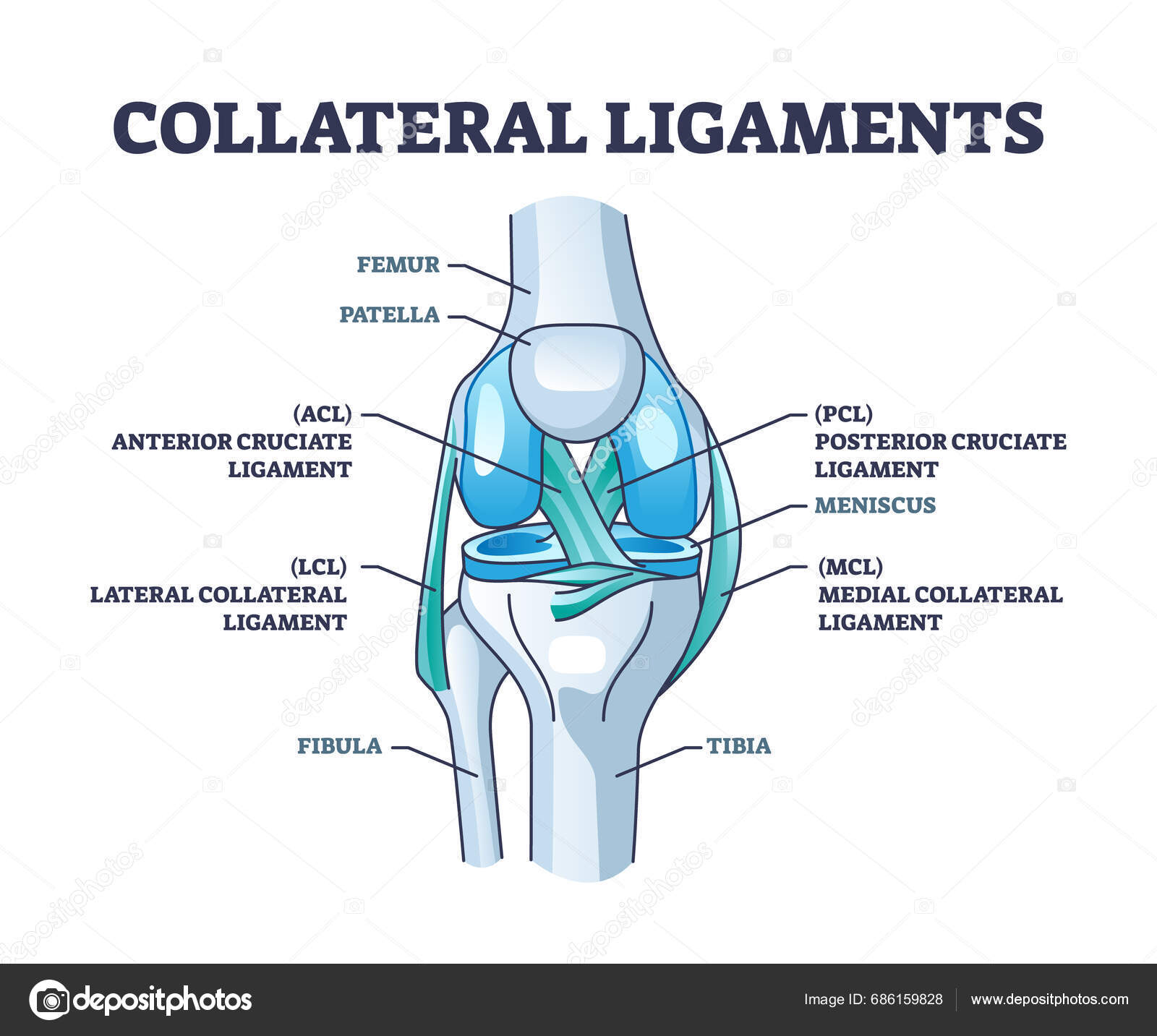 Kollaterale Bänder Mit Anatomischer Skelettstruktur Des Knies Umreißen ...