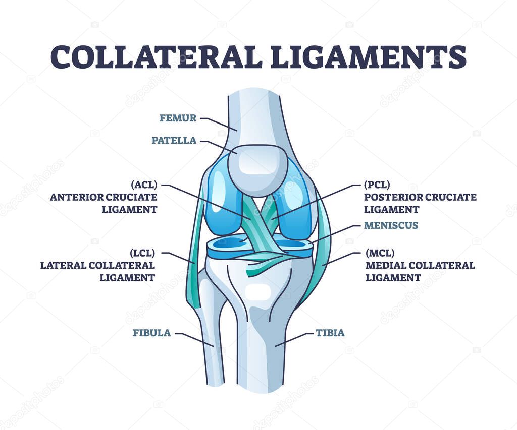Ligamentos Colaterales Con Estructura Esquelética Anatómica Rodilla ...