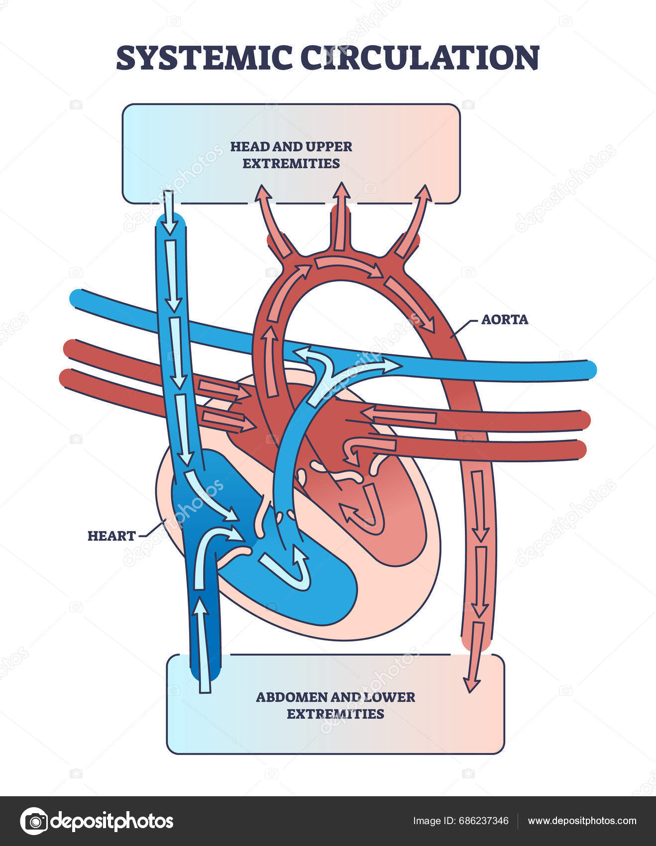 Systemic Circulation Heart Aorta Blood System Outline Diagram Labeled ... Systemic Circulation Heart Aorta Blood System Outline Diagram Labeled ...