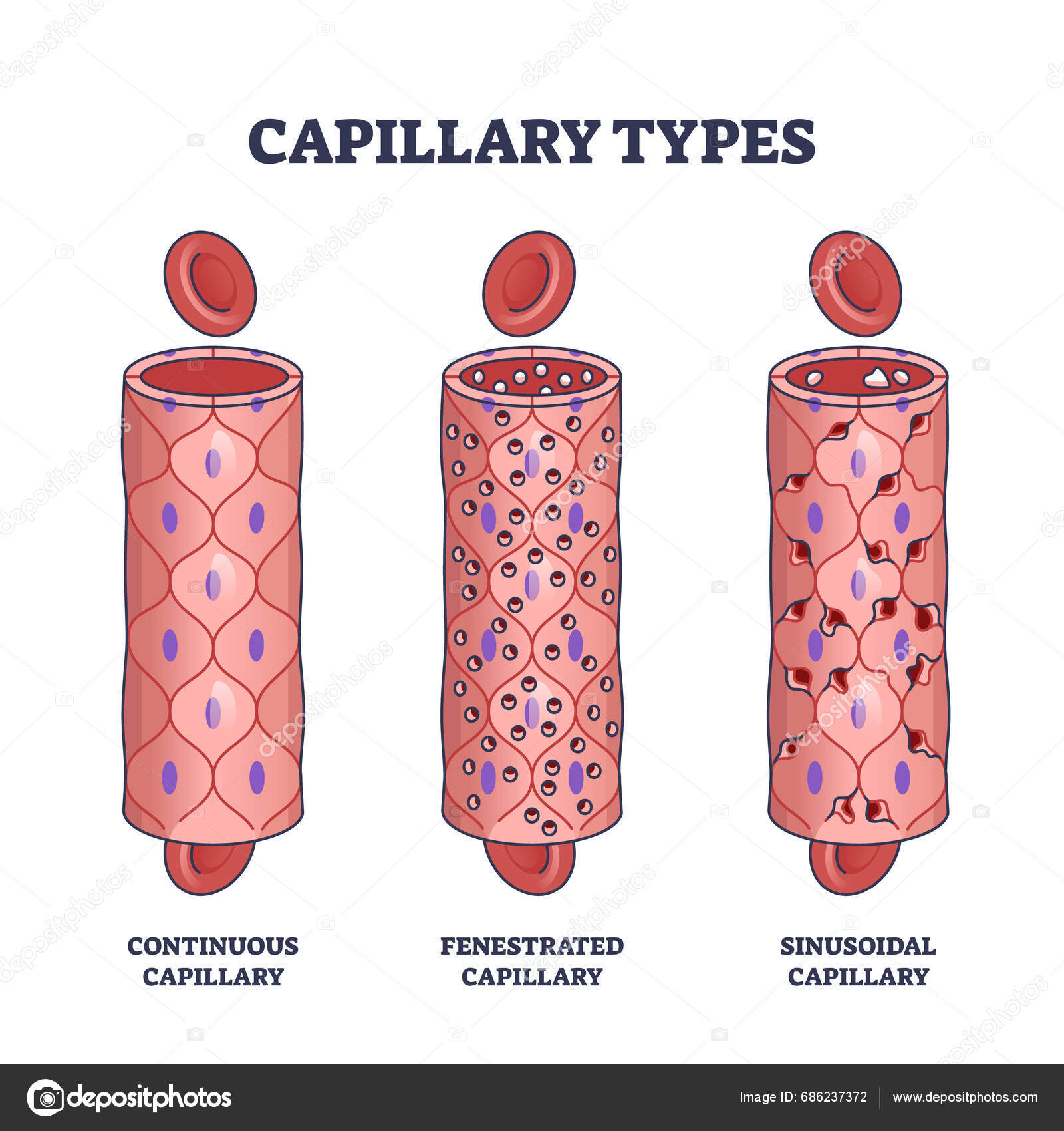 Capillary Types Continuous Fenestrated Sinusoidal Outline Diagram ...