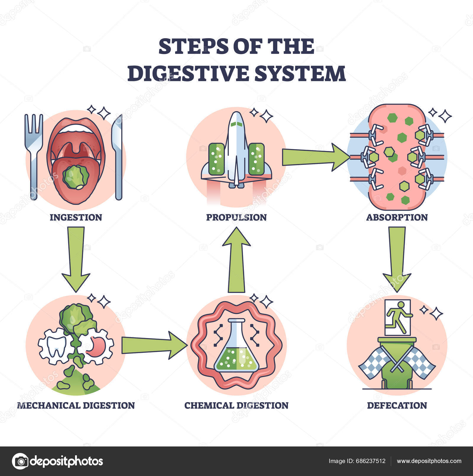 Image vectorielle Étapes Système Digestif Avec Schéma Transformation ...
