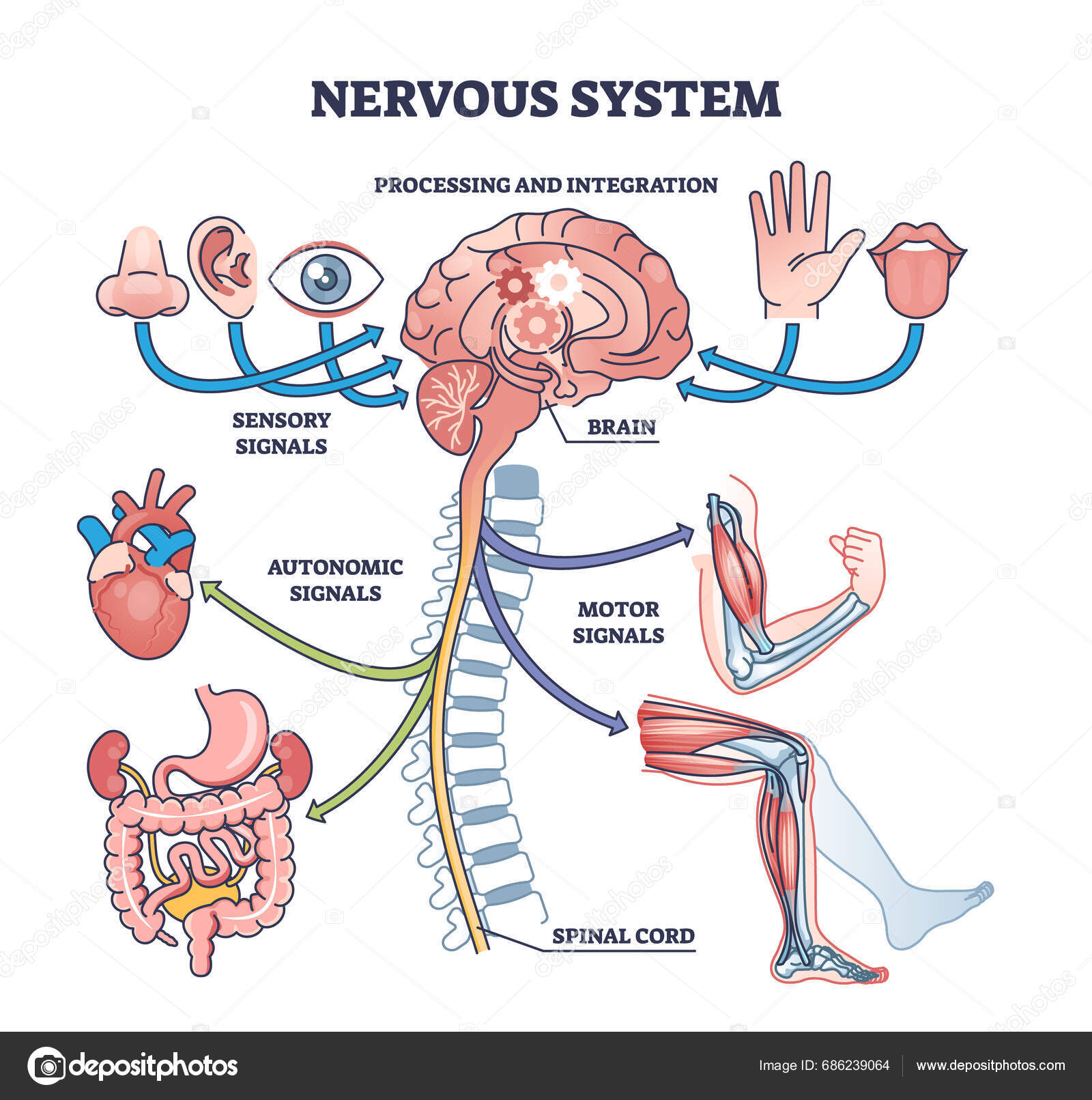 Système Nerveux Avec Traitement Signal Cérébral Schéma D'intégration ...