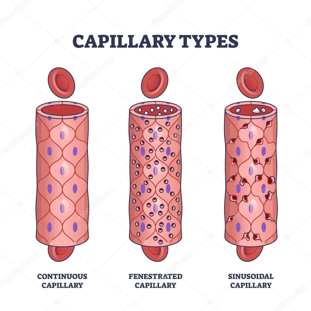 Capillary types with continuous, fenestrated and sinusoidal outline ...