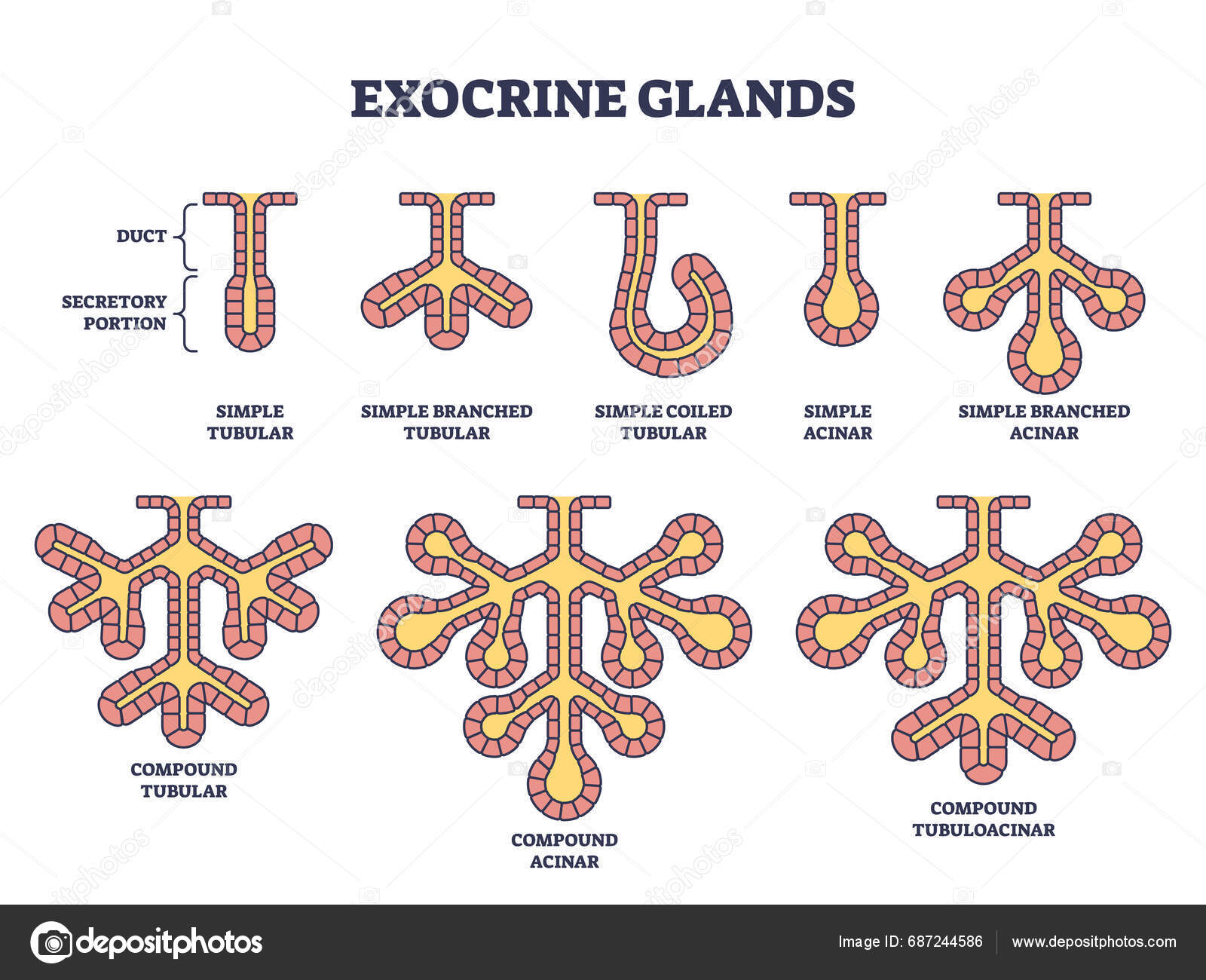 Exocrine Glands Structure Anatomical Secrete Substances Outline Diagram ...
