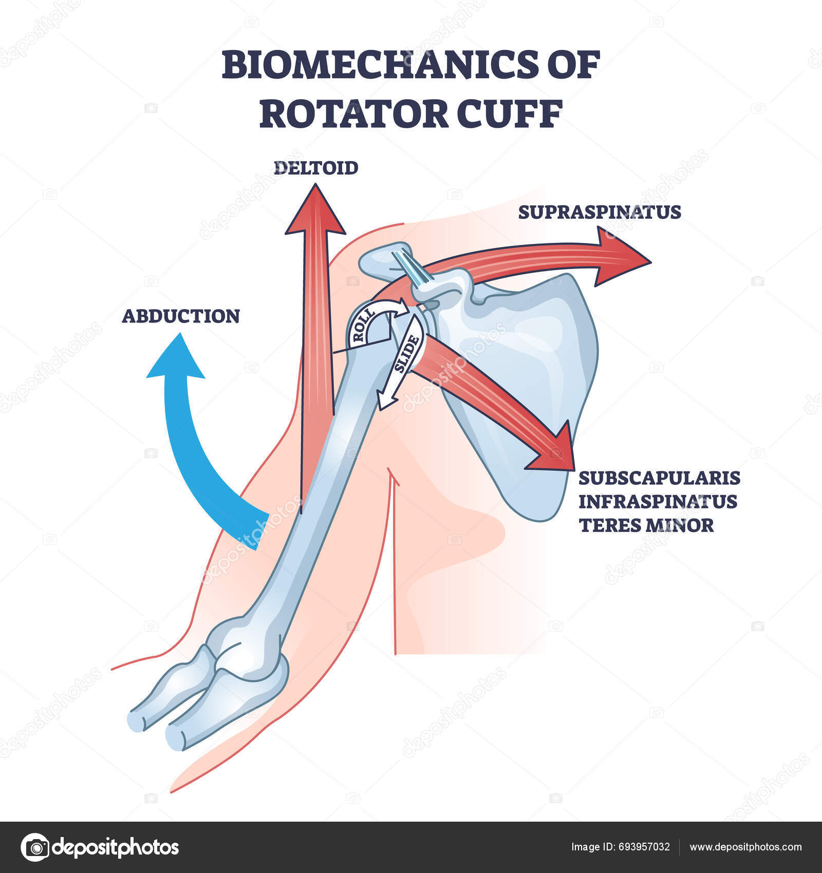 Biomechanics Rotator Cuff Anatomical Movement Types Outline Diagram ...