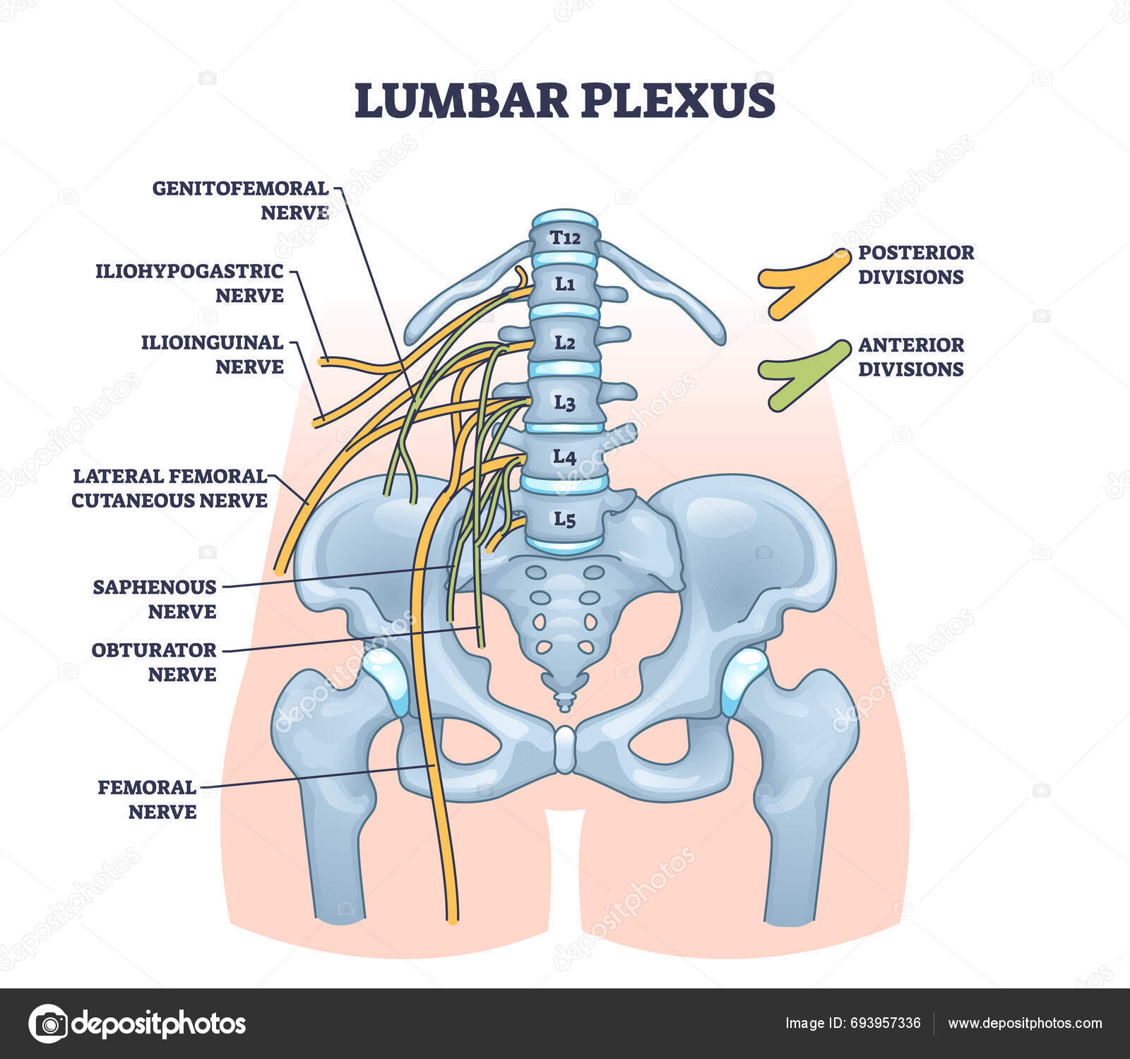 Lumbar Plexus Anatomical Web Lumbosacral Nerves Outline Diagram Labeled ...