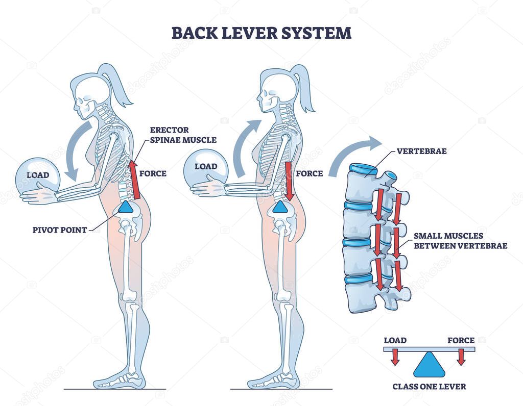 Back lever system with vertebrae bone movement on lever outline diagram ...