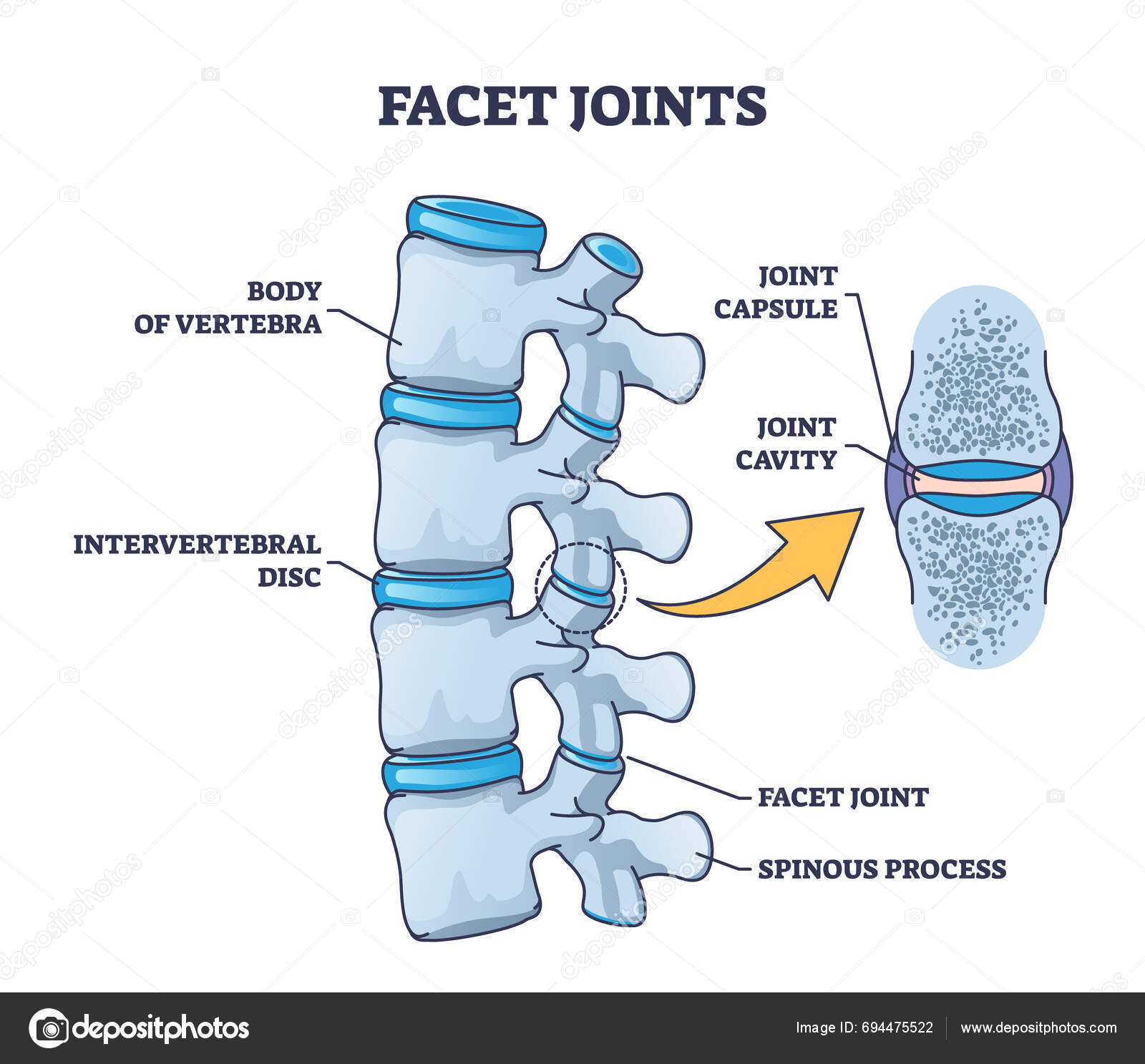 Facet Joints Anatomy Bone Capsule Cavity Closeup Outline Diagram Labeled Stock Vector by ...