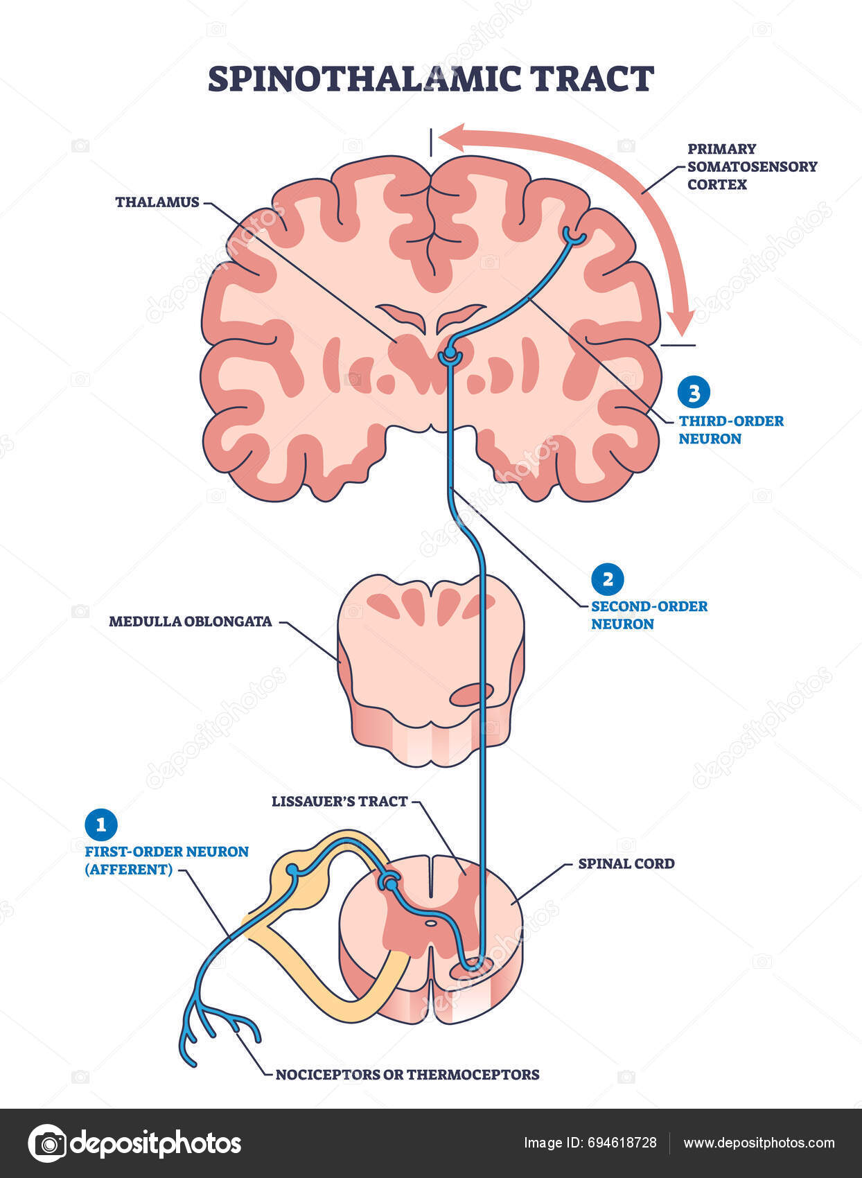 Spinothalamic Tract Neural Pathway Brain Thalamus Outline Diagram ...
