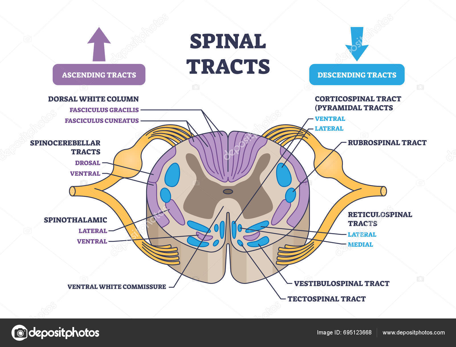 Spinal Tracts Medical Ascending Descending Parts Outline Diagram ...