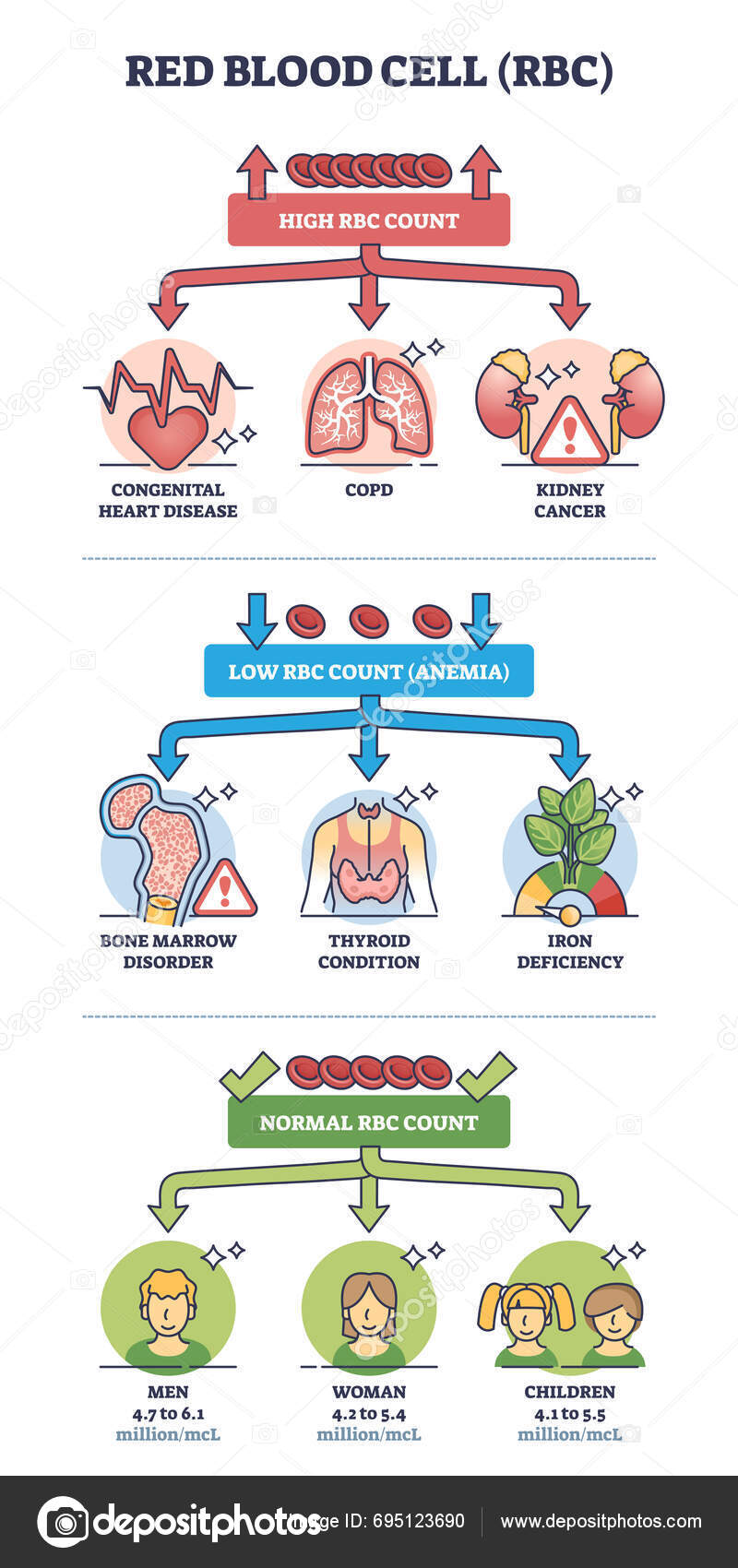 Recuento Glóbulos Rojos Con Niveles Bajos Altos Normales Diagrama ...