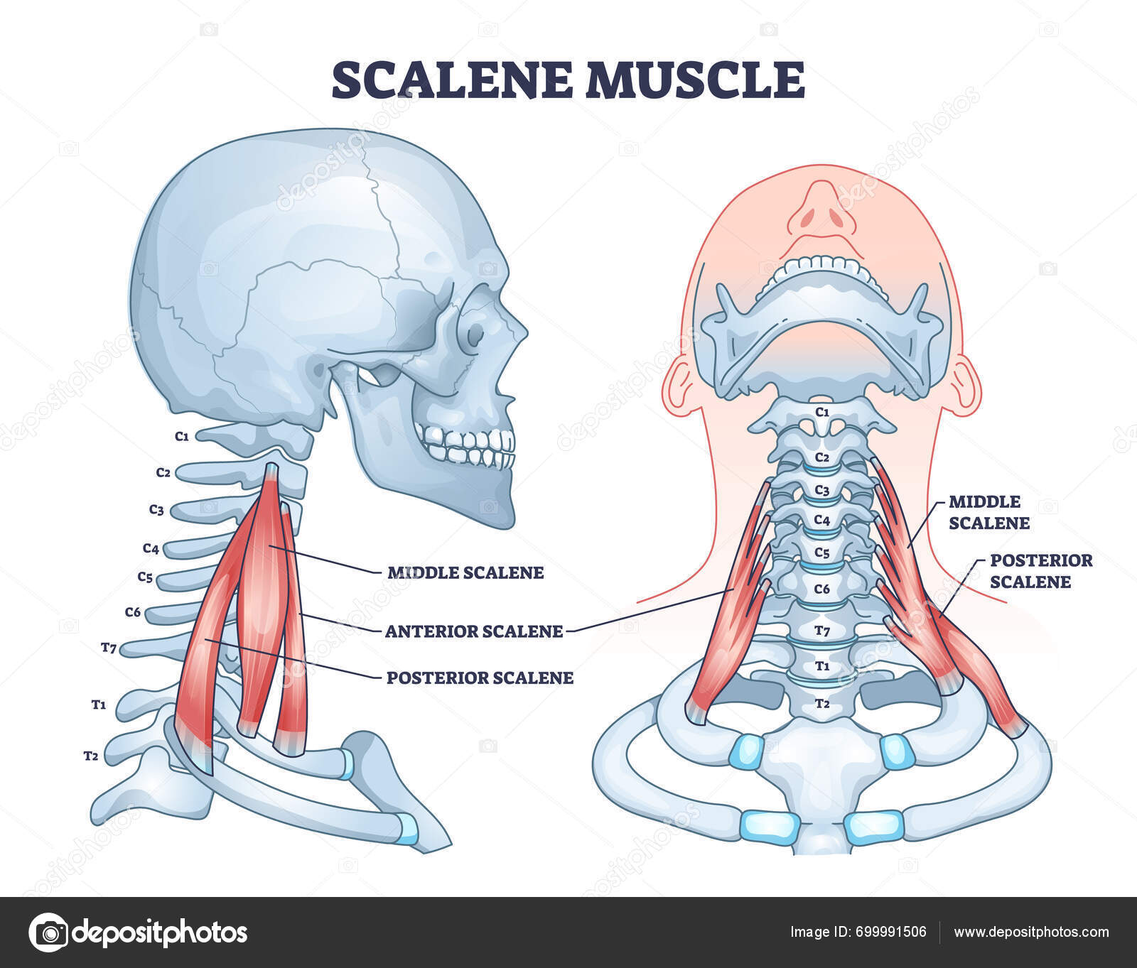 Scalene Muscle Structure Medical Location Neck Outline Diagram Labeled ...