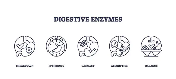 Enzyme Vector Images | Depositphotos