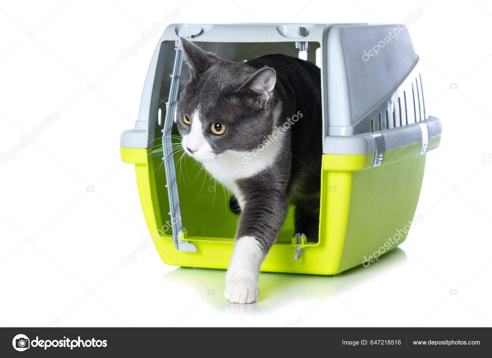 Cute Cat Transport Box Isolated White Background — Stock Photo ...