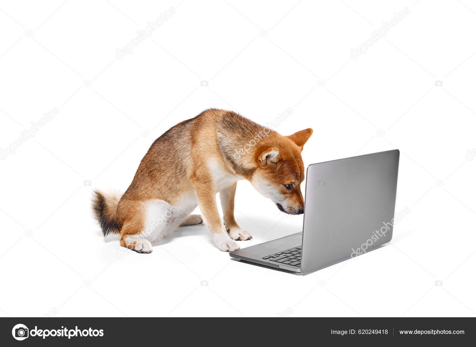 Remote Work Cute Shiba Inu Dog Sitting Looking Laptop Interest — Stock ...