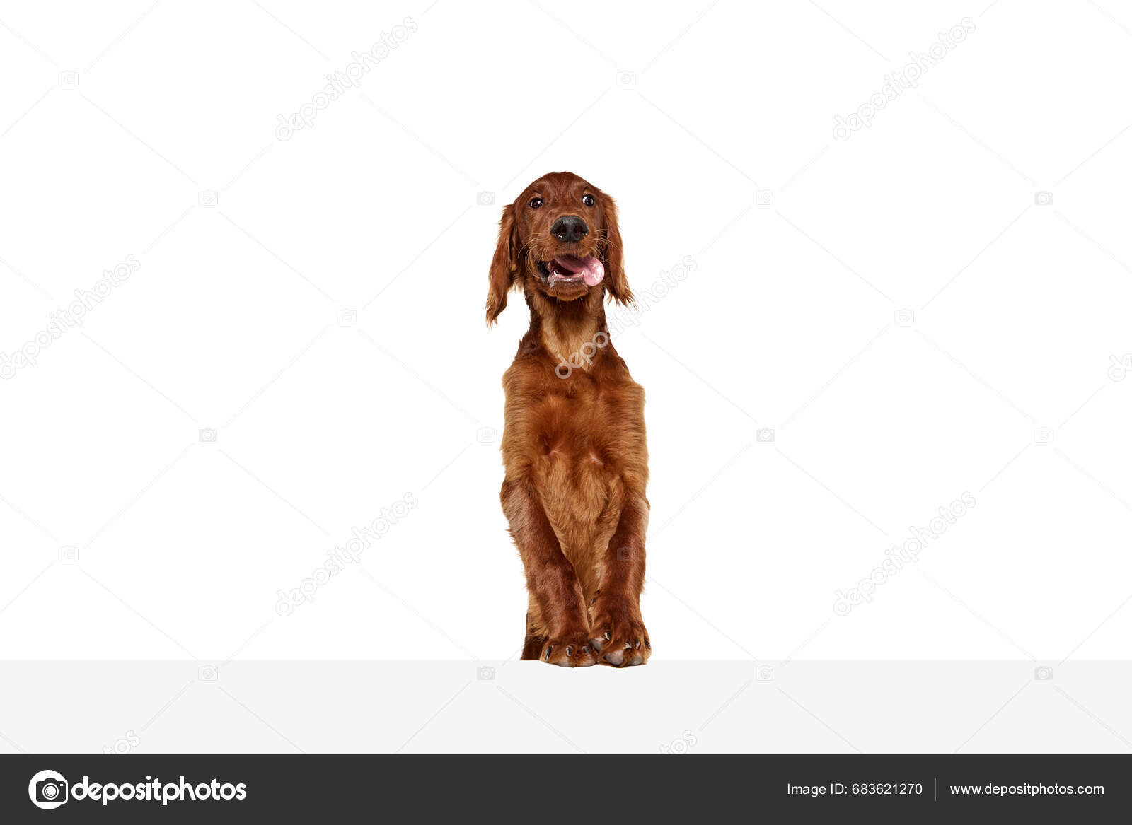 Beautiful Happy Smiling Purebred Dog Irish Red Setter Sitting Tongue ...