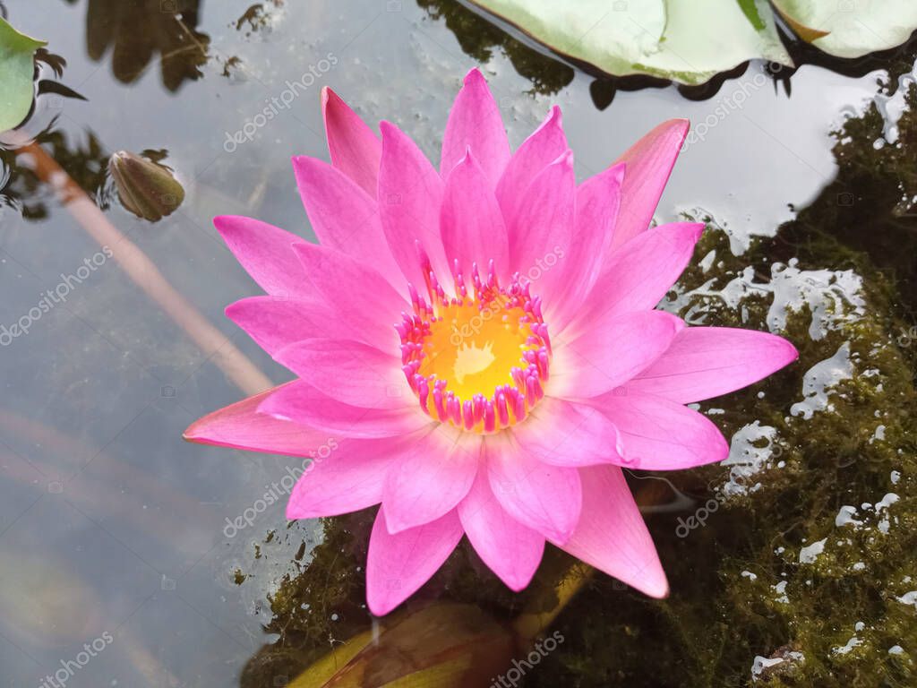 Vista superior, flor de loto hermosa flor en el agua fondo borroso ...