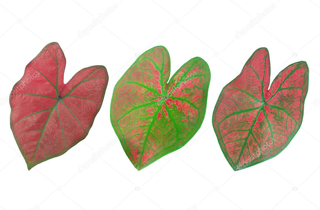 Vista superior tres hojas de caladio hoja de color verde rojo aislado ...
