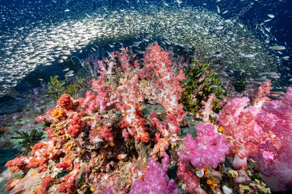 Beautiful colorful soft coral reef and marine life at Richelieu Rock, a ...