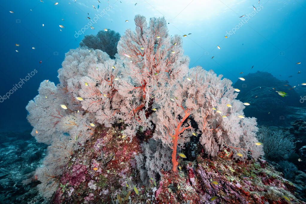 Giant Pink Branching Gorgonian Sea Fan coral (Seafan) with marine life ...