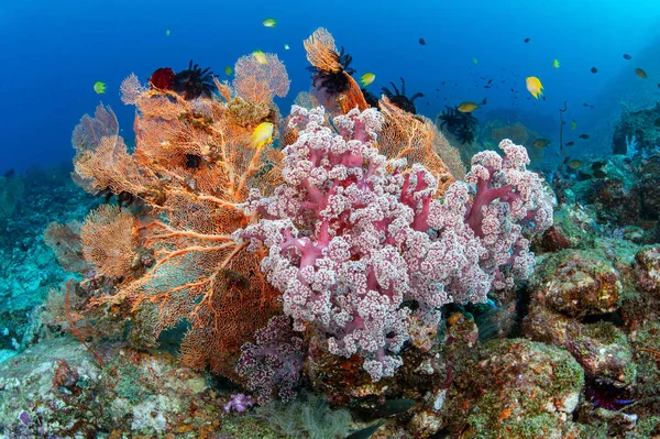 Beautiful pink soft coral with a group of feather stars on gorgonian ...