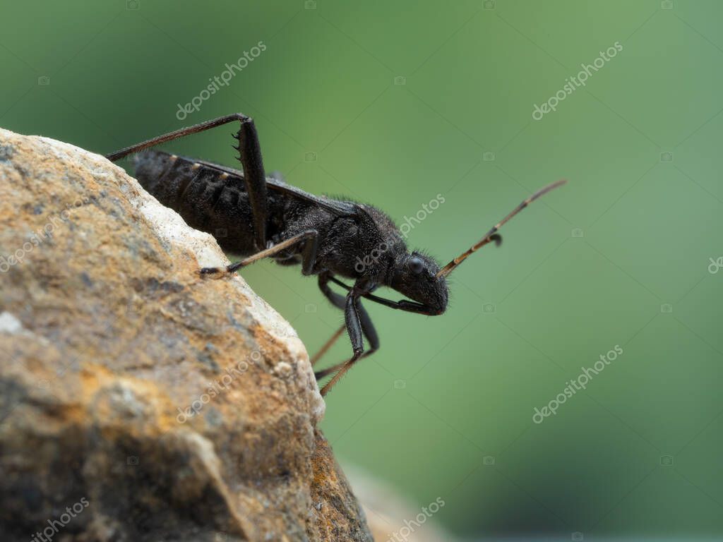 primer plano vista lateral de un adulto enmascarado cazador asesino ...