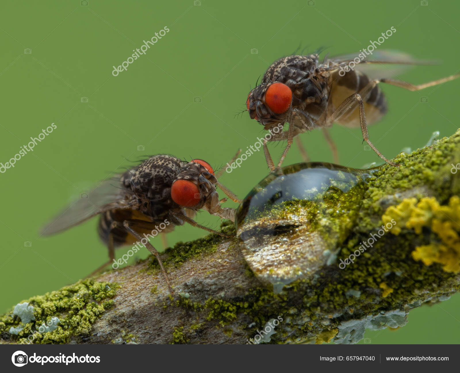 Close Two Large Fruit Flies Drosophila Hydei Bright Red Eyes Stock ...