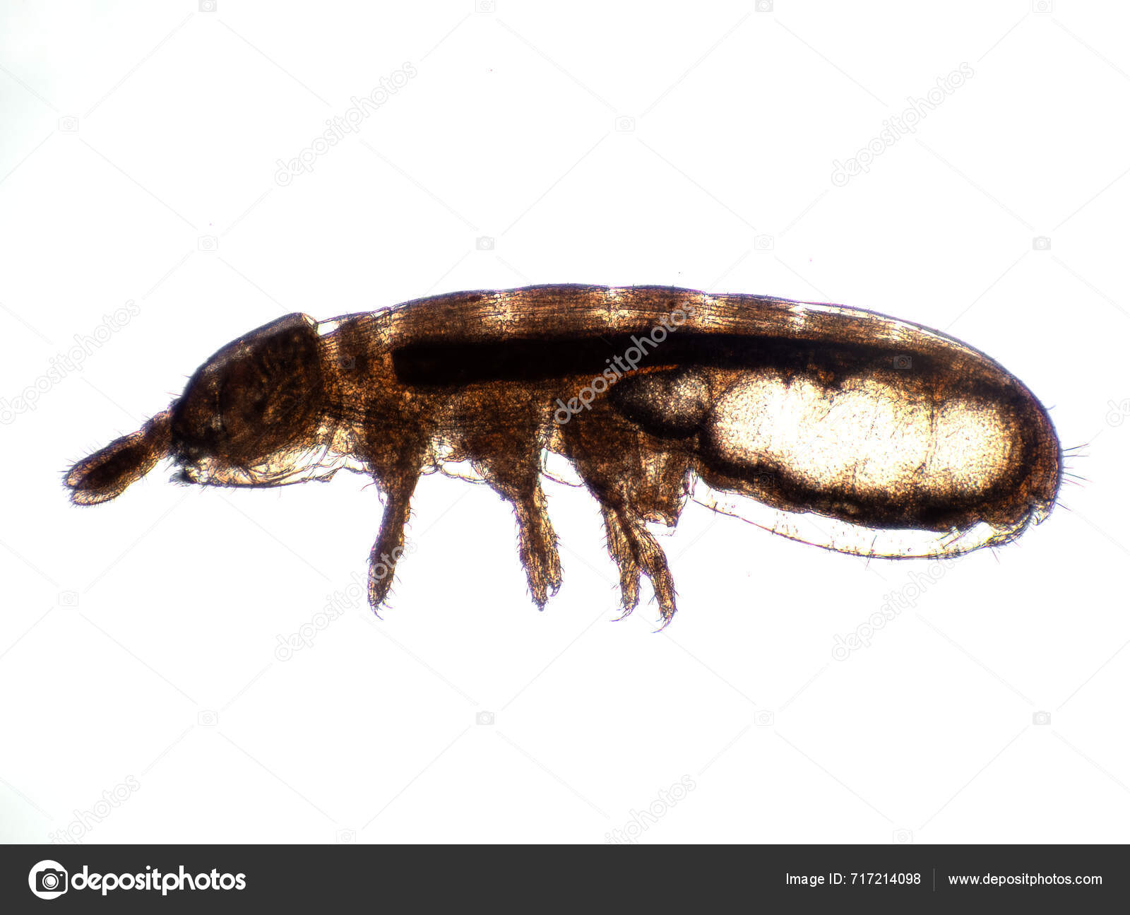 Photomicrograph Side View Minute Springtail Collembola Showing Its ...