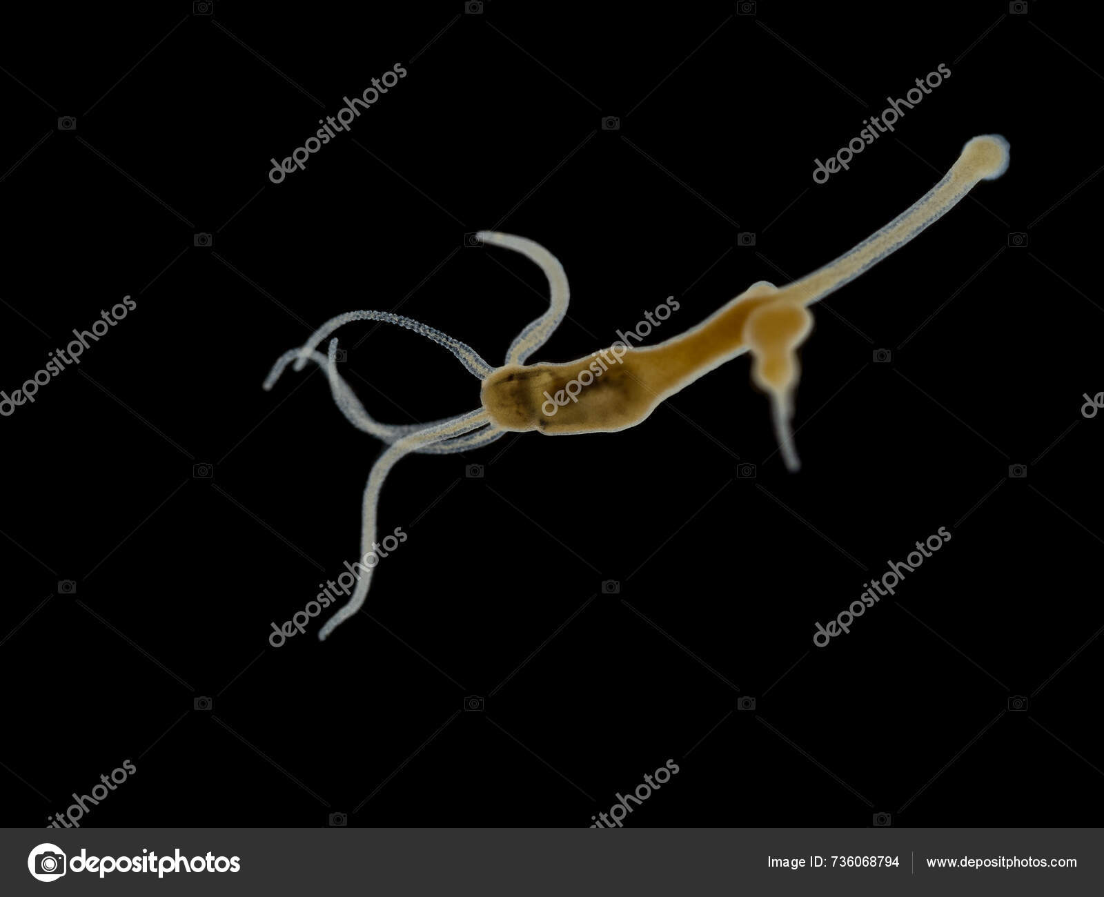 Darkfield Photo Brown Hydra Hydra Oligactis Has Captured Consumed ...
