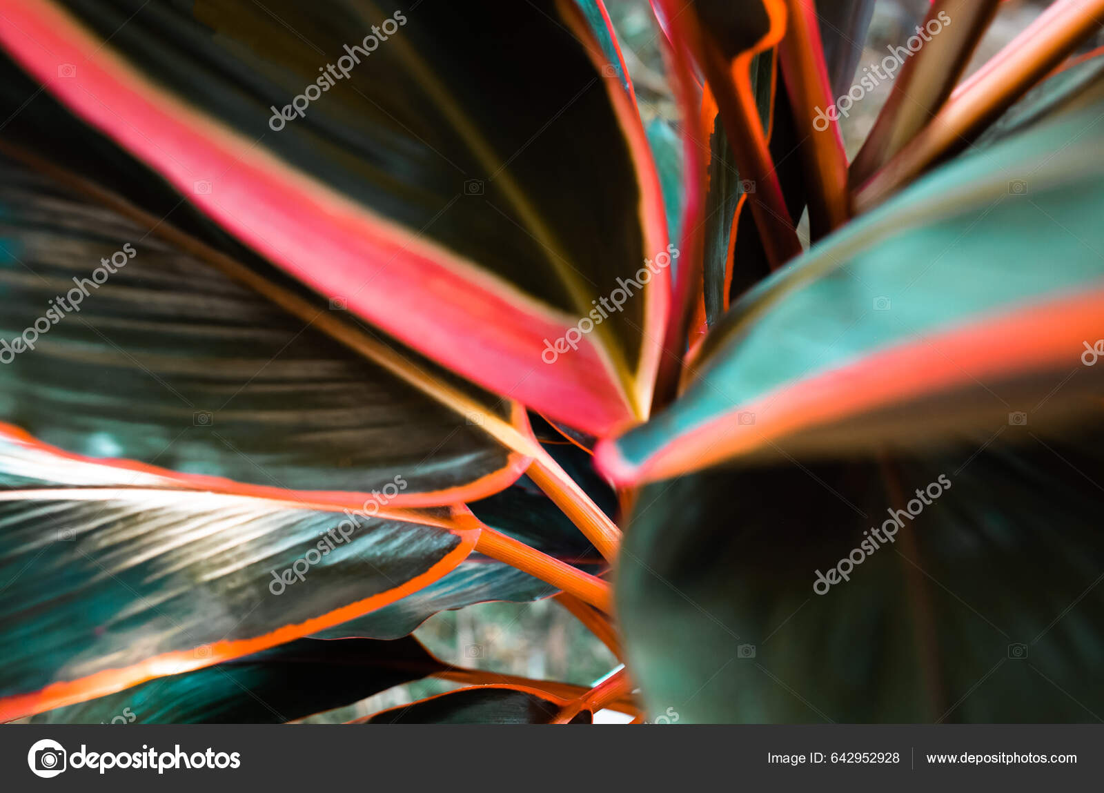Selective Focus Soft Blur Leaf Plant Cordyline Fruticosa Leaves Calming ...